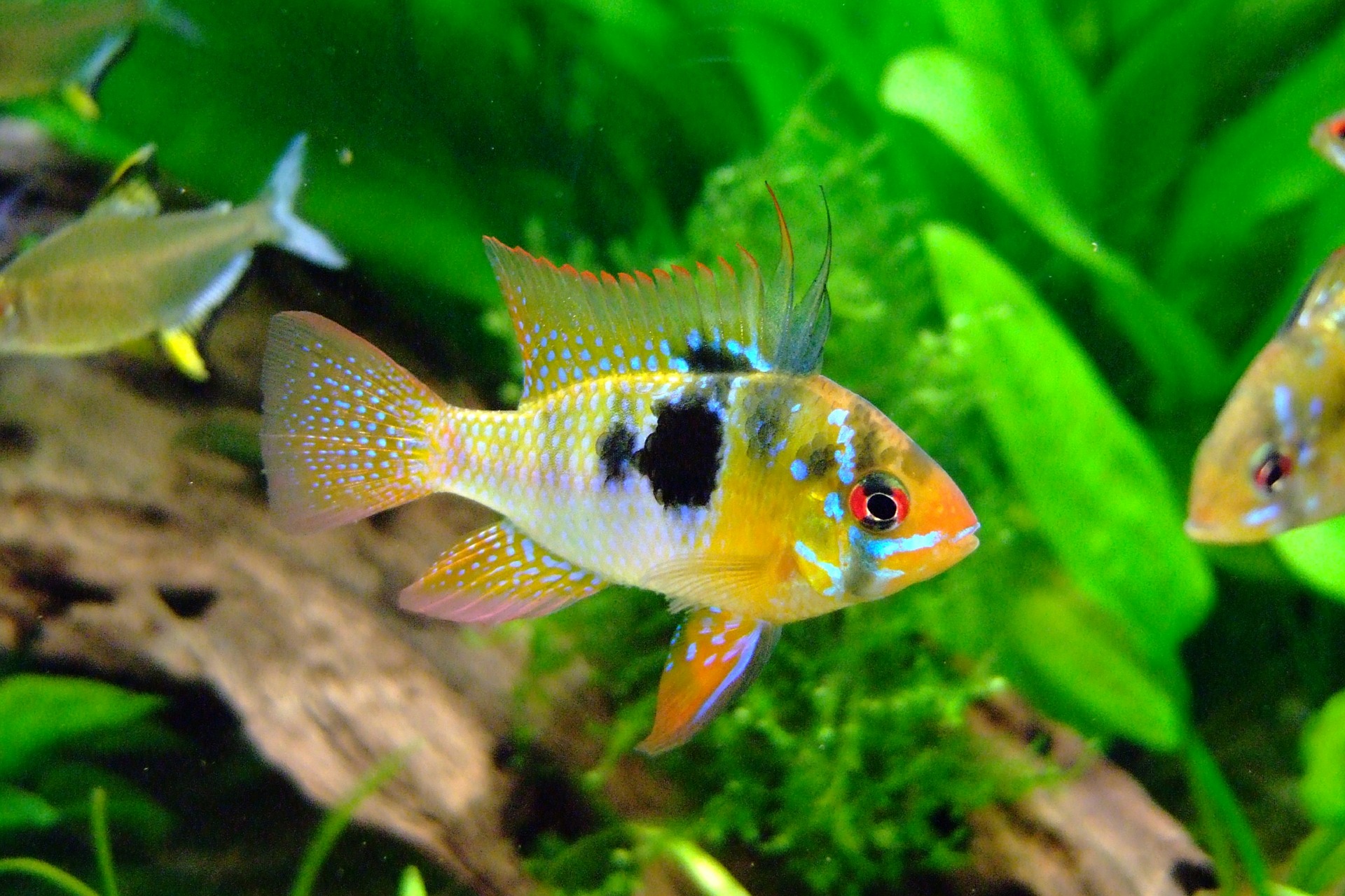 german ram | Dwarf Cichlids